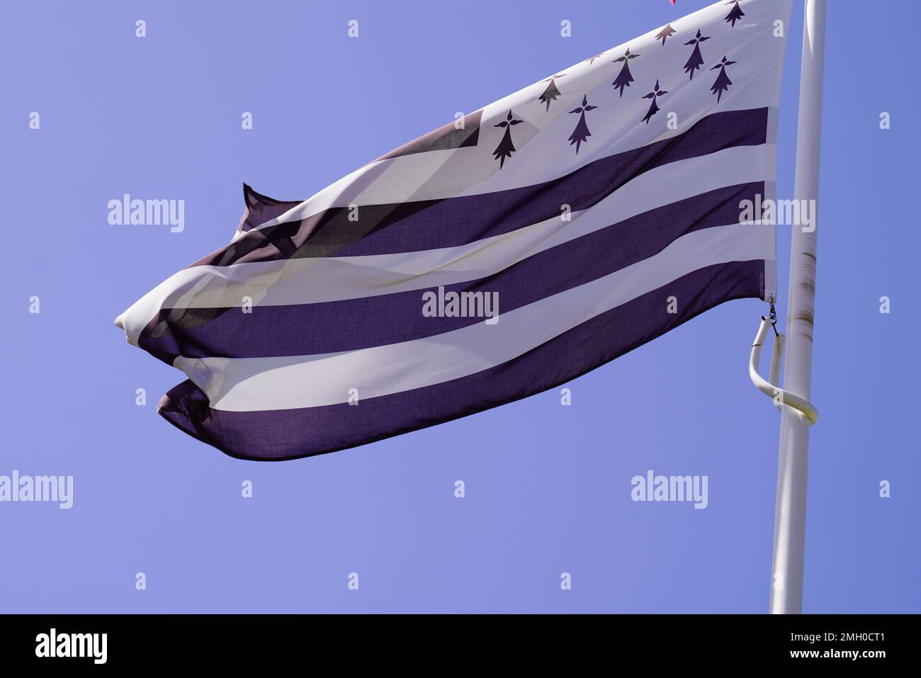Black white ermine banner hi-res stock photography and images - Alamy