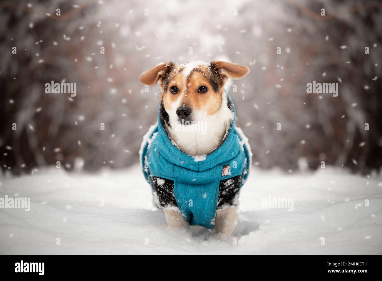 Breed clothes hi-res stock photography and images - Alamy