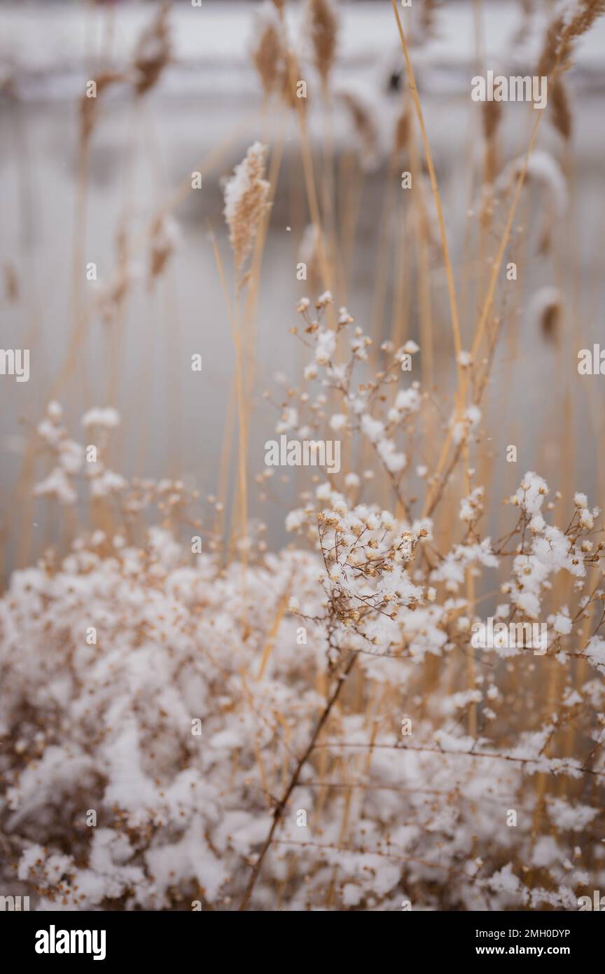 Dried Beige Grass Foliage with Snow Falling in Winter Near Lake Stock ...