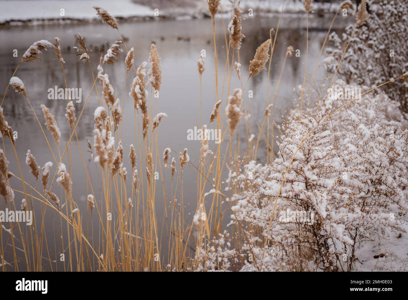 Pampas grass river water hi-res stock photography and images - Alamy