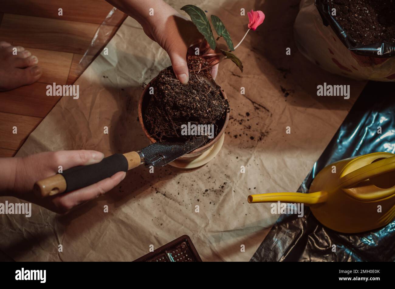 Cyclamen roots hi-res stock photography and images - Alamy
