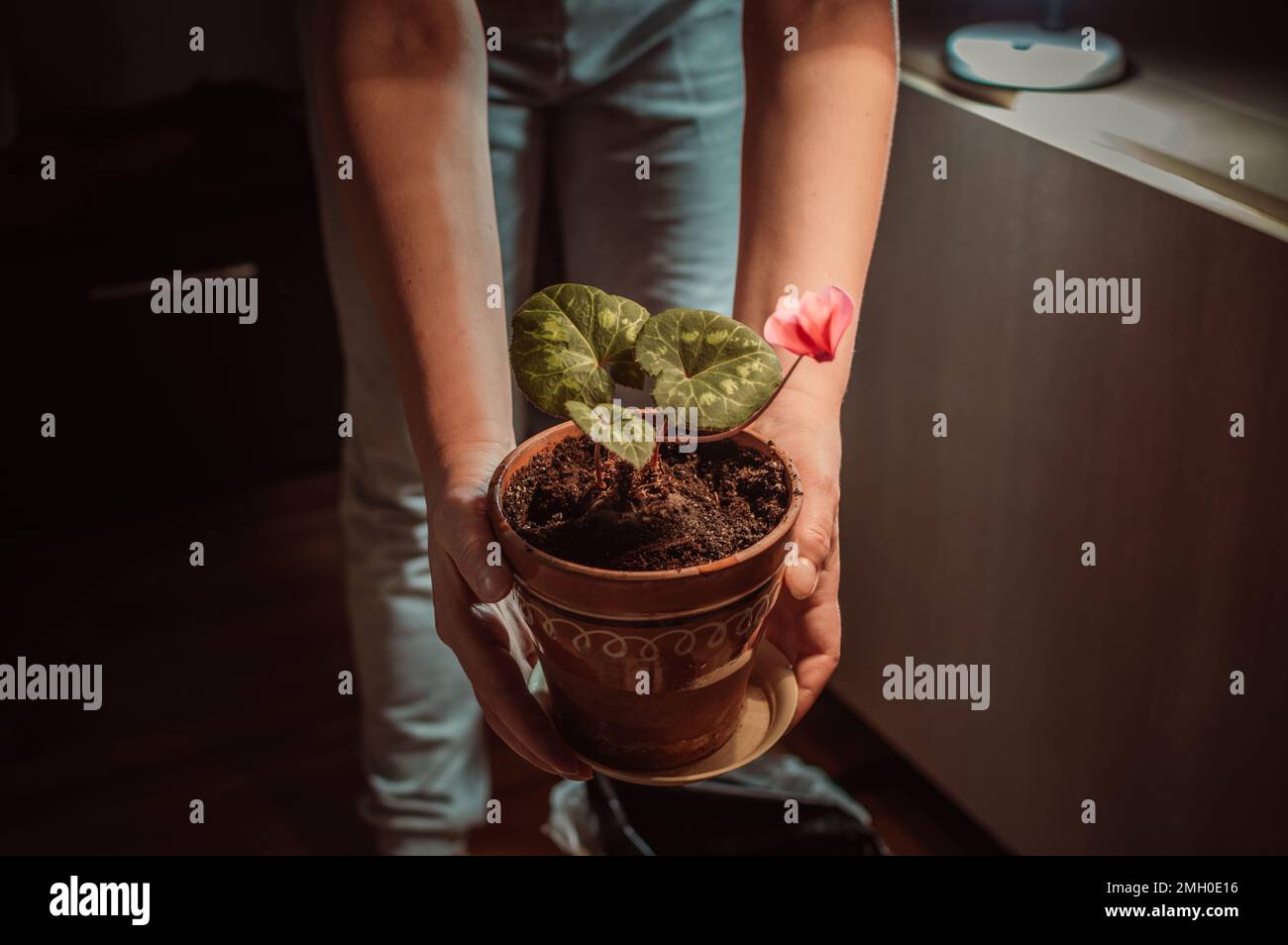 Scarlet cyclamen hi-res stock photography and images - Alamy