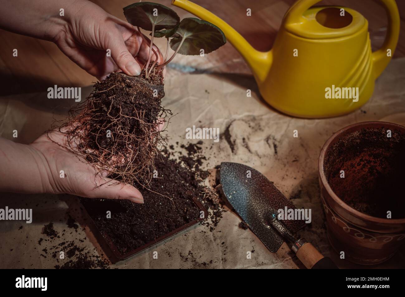 Cyclamen roots hi-res stock photography and images - Alamy