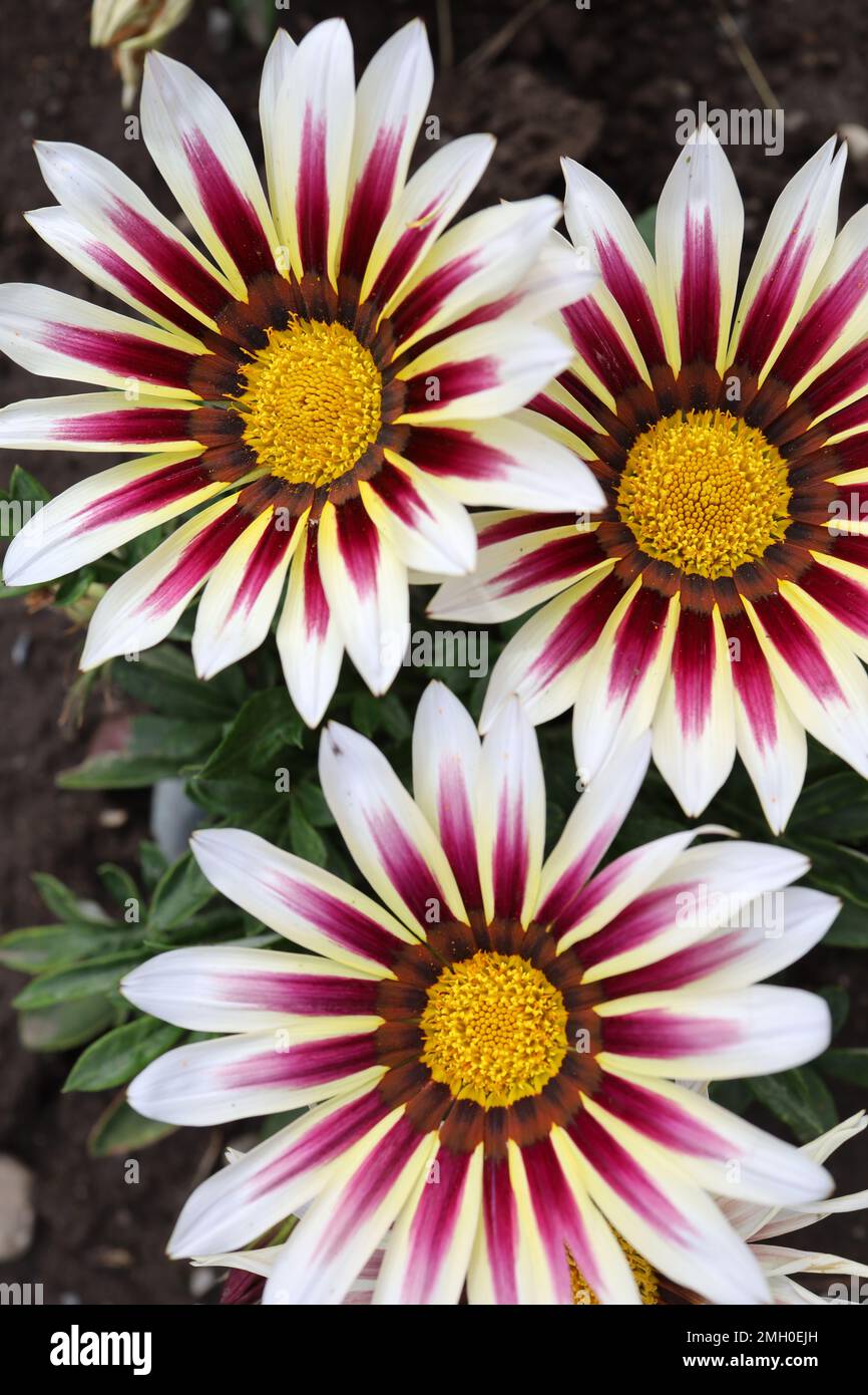 Variegated poster hi-res stock photography and images - Alamy