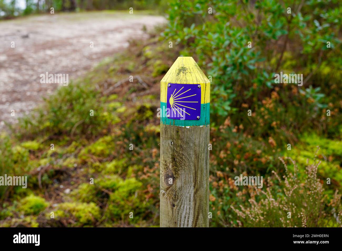 pathway with shell blue yellow sign of Camino de Santiago de Compostela ...