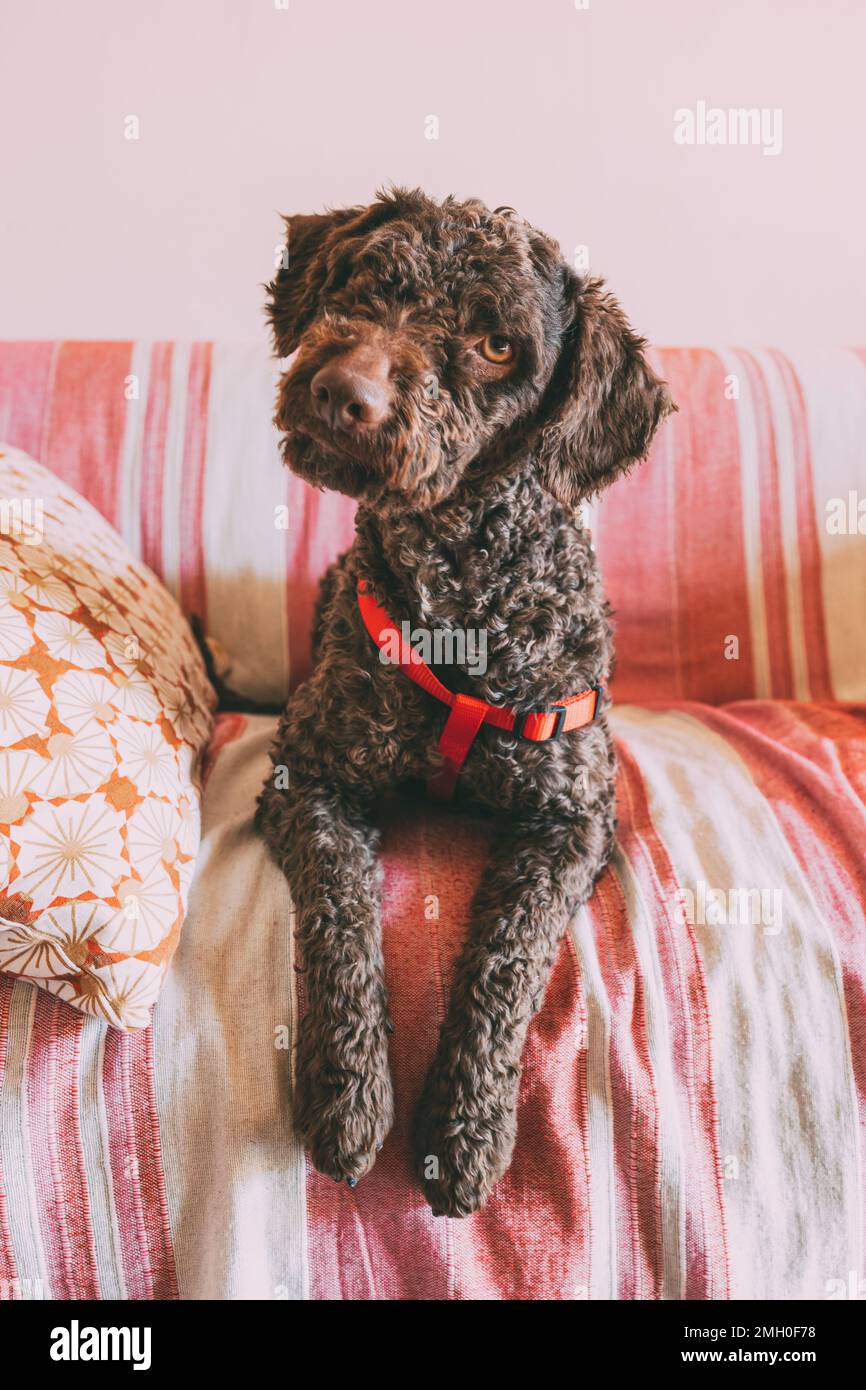 Cute spanish water dog lying on sofa at home Stock Photo - Alamy