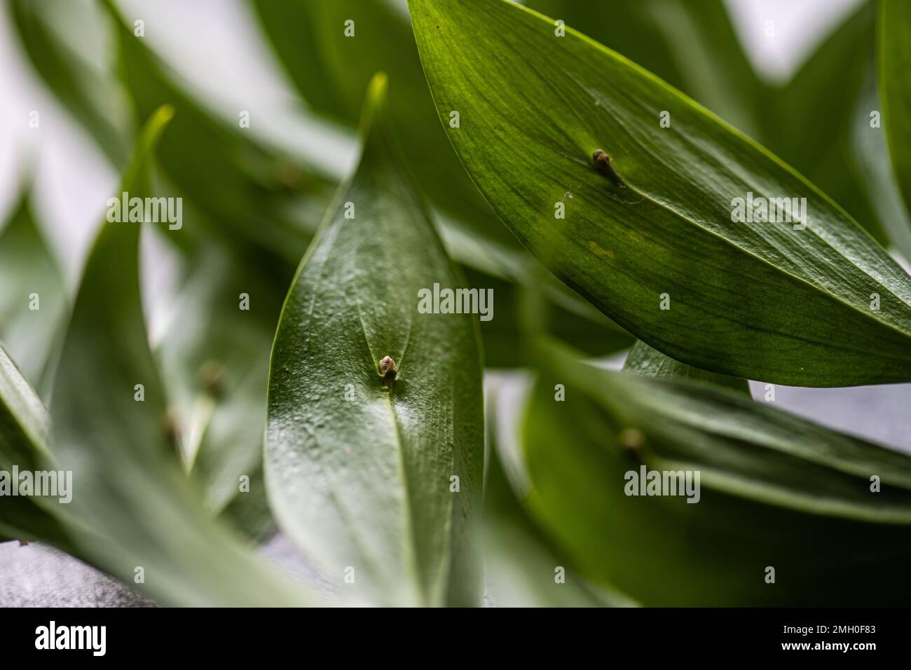 Bright green leaves of Italian Ruscus plant Stock Photo - Alamy