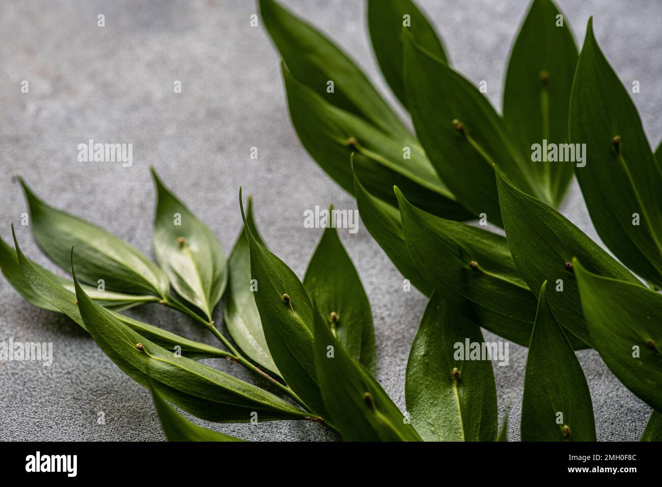 Bright green leaves of Italian Ruscus Stock Photo - Alamy