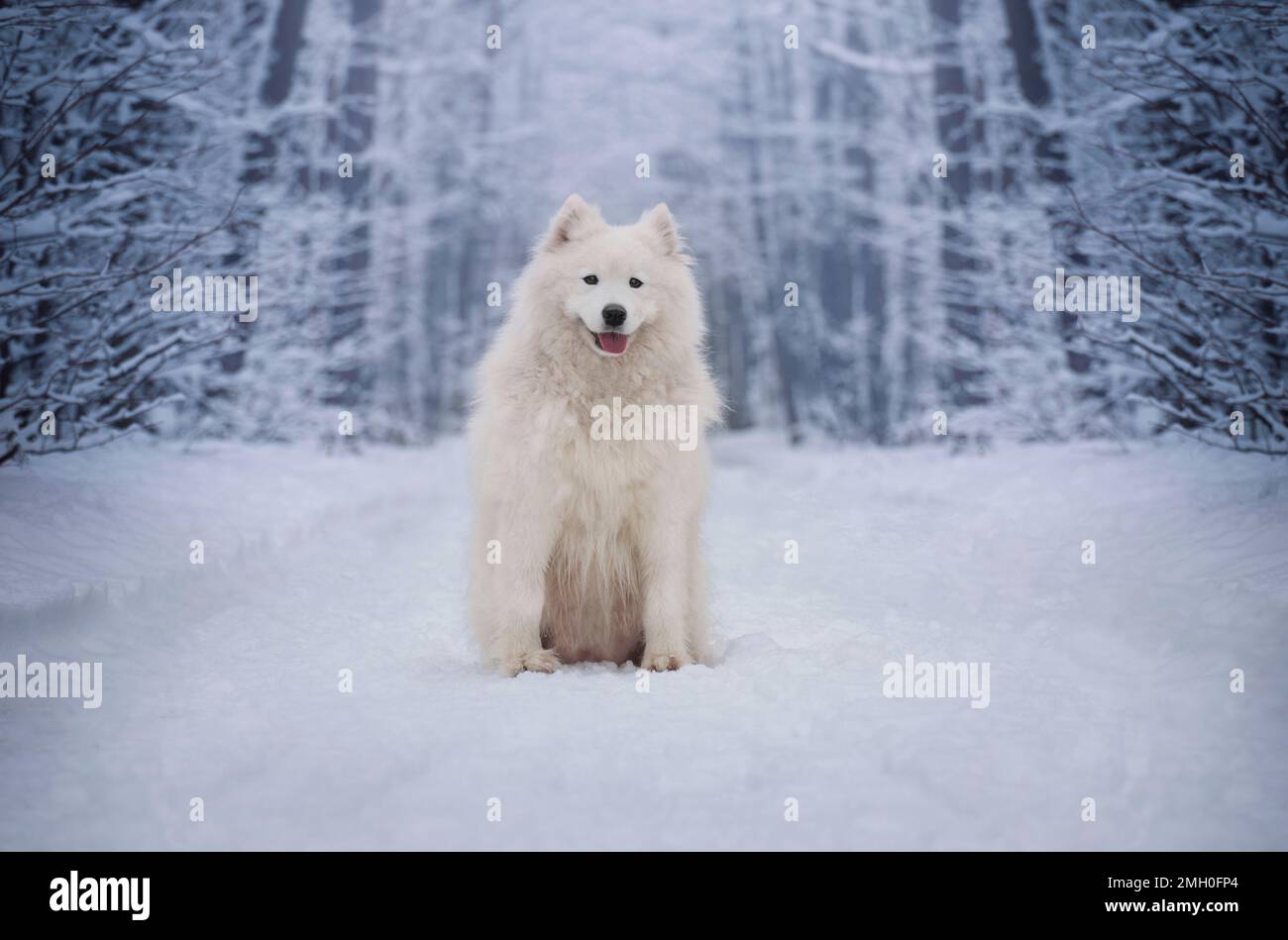 Samoyed female. A dog lying in a snowy landscape Stock Photo - Alamy