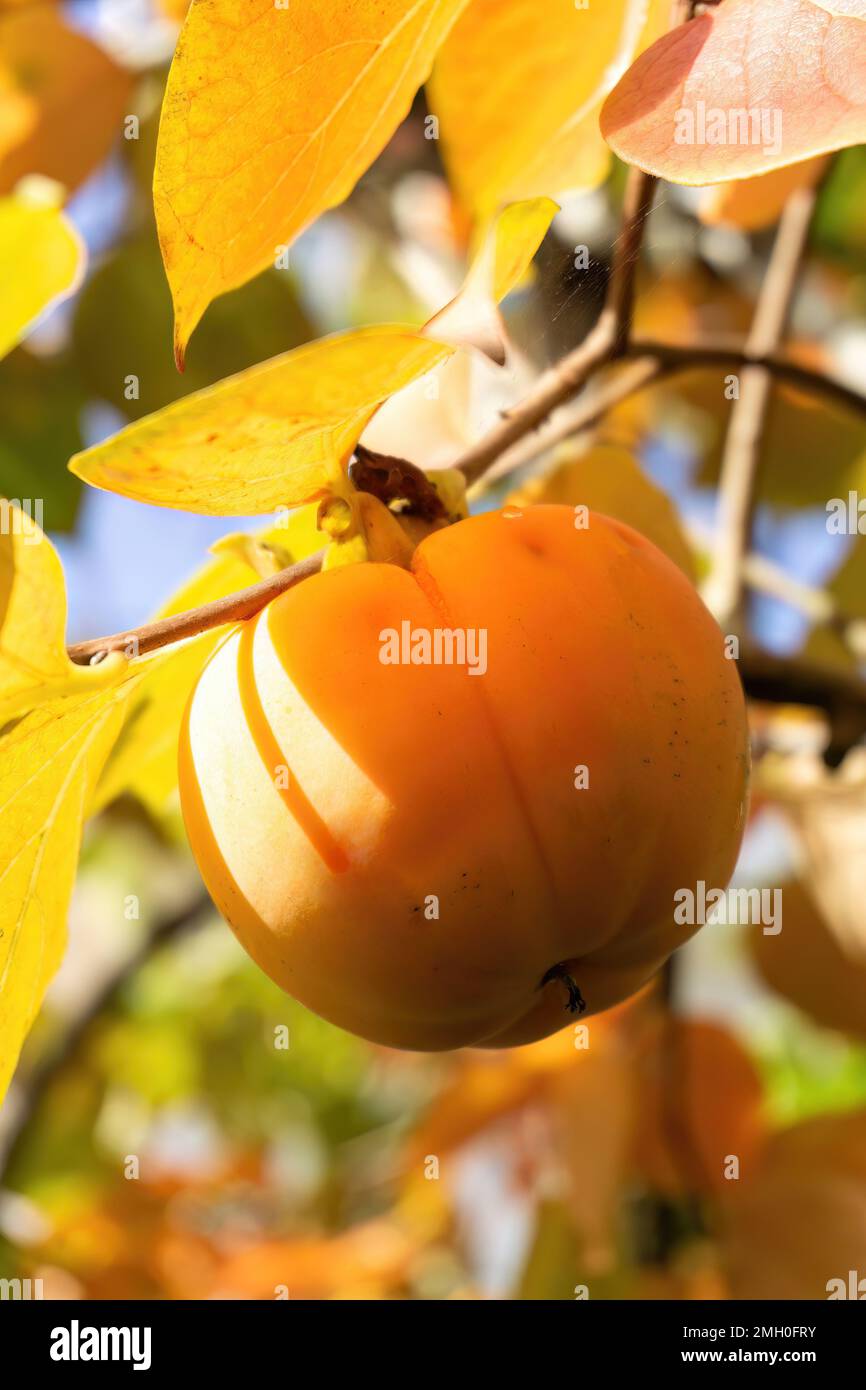 Persimmon branches hi-res stock photography and images - Alamy