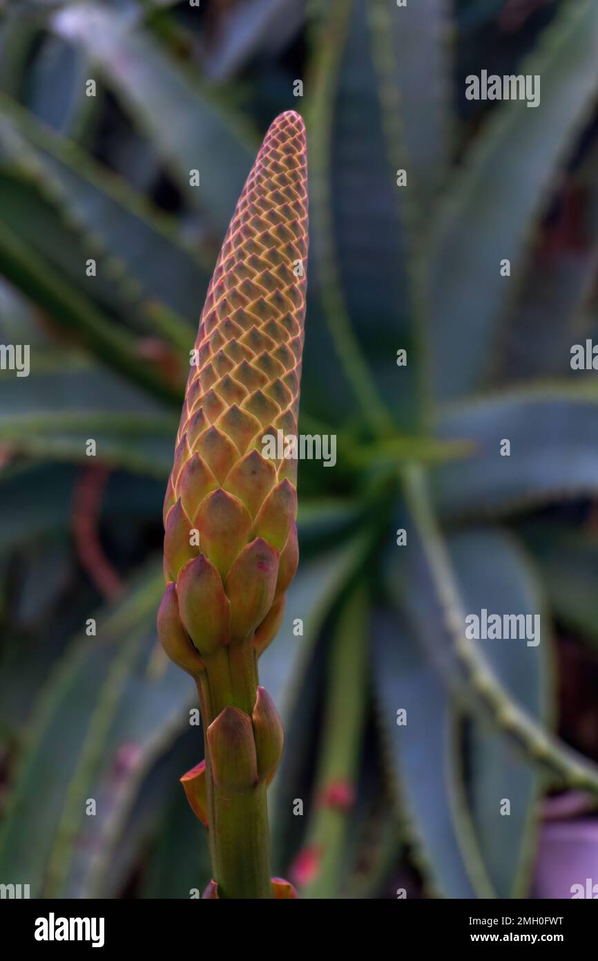 Succulent blossom bud aloe close up Stock Photo - Alamy