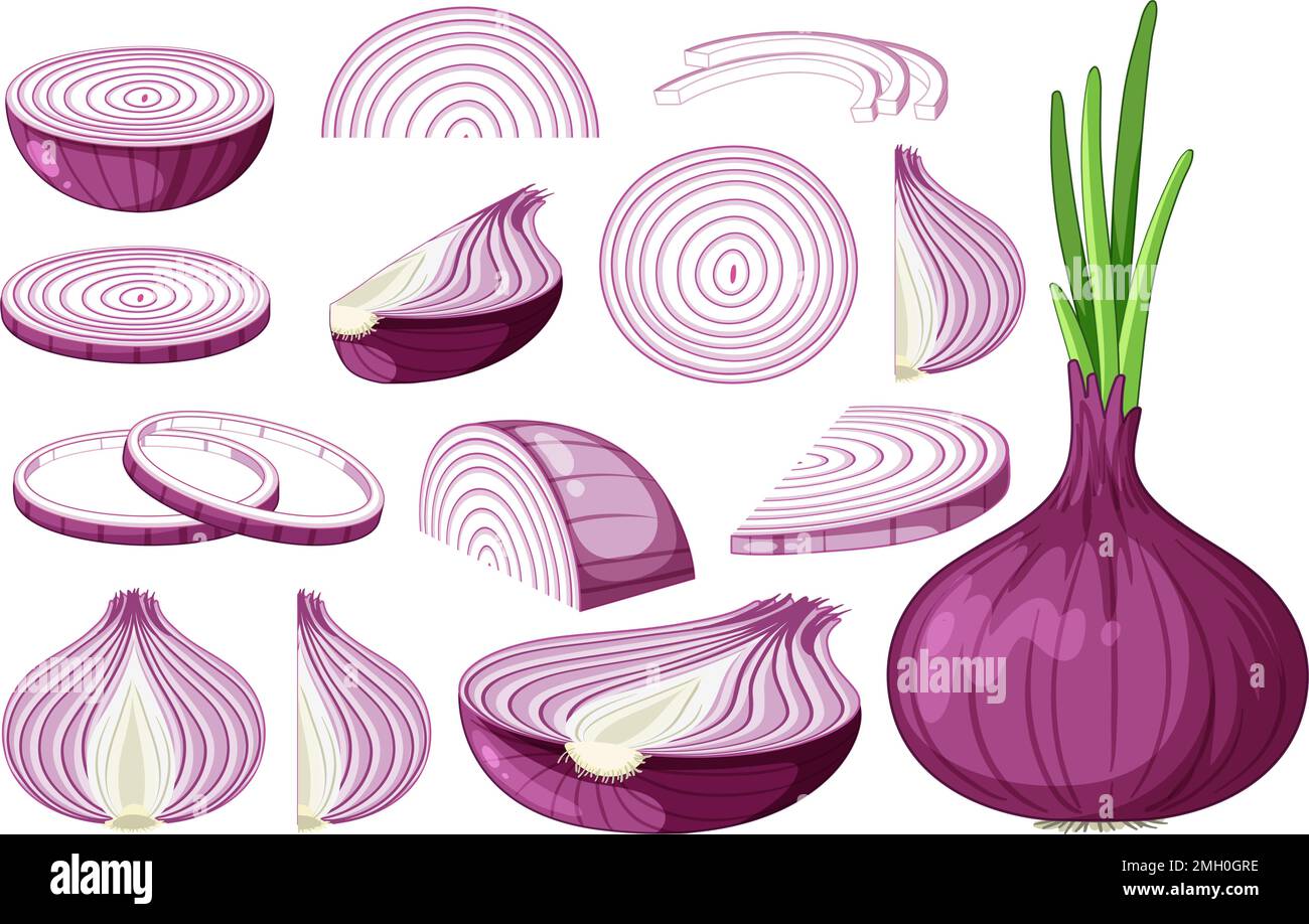 Shallot in whole and sliced pieces illustration Stock Vector Image ...