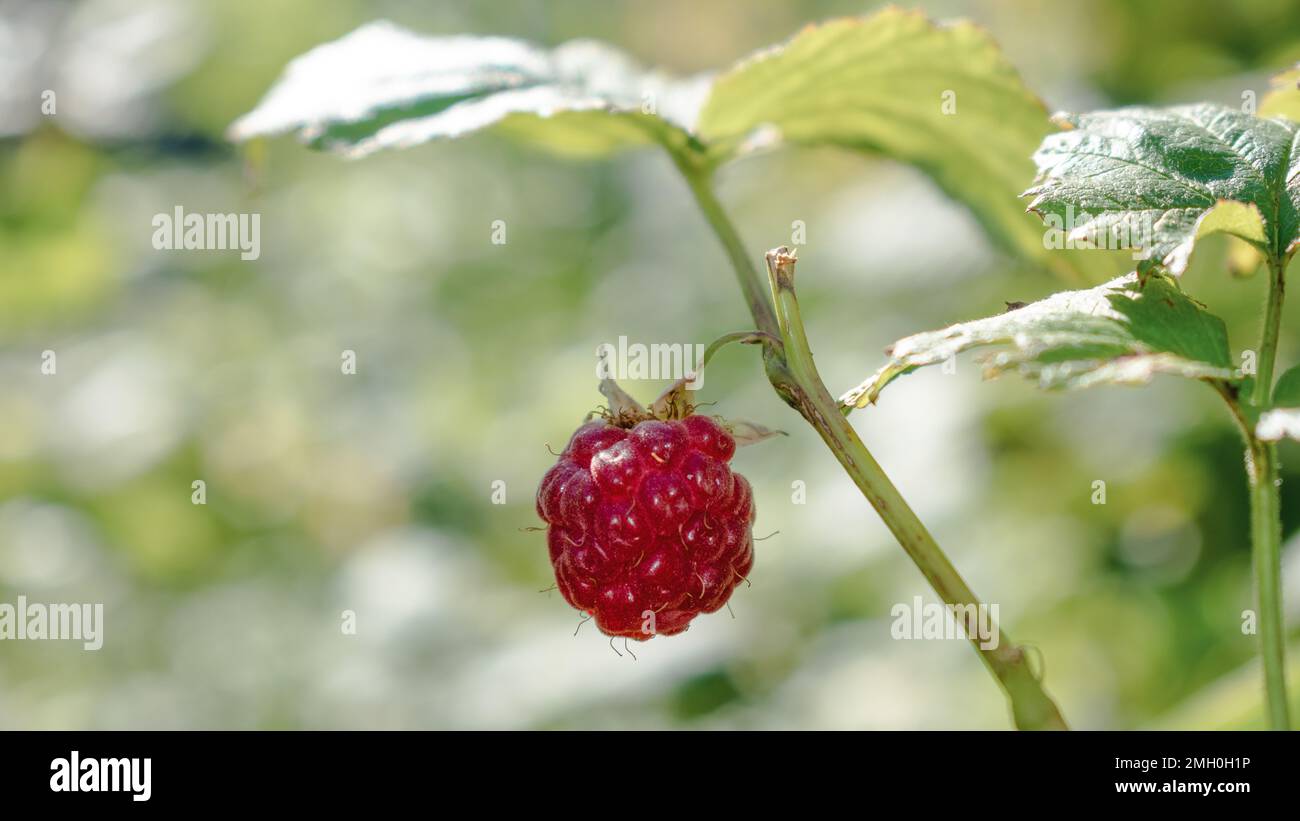 Usefulnatural hi-res stock photography and images - Alamy