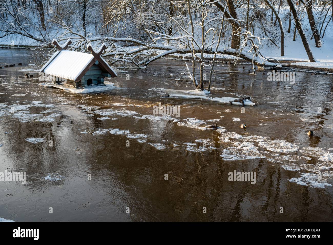 spring floods and ice melt in a small river, waterfowl feeder flooded ...