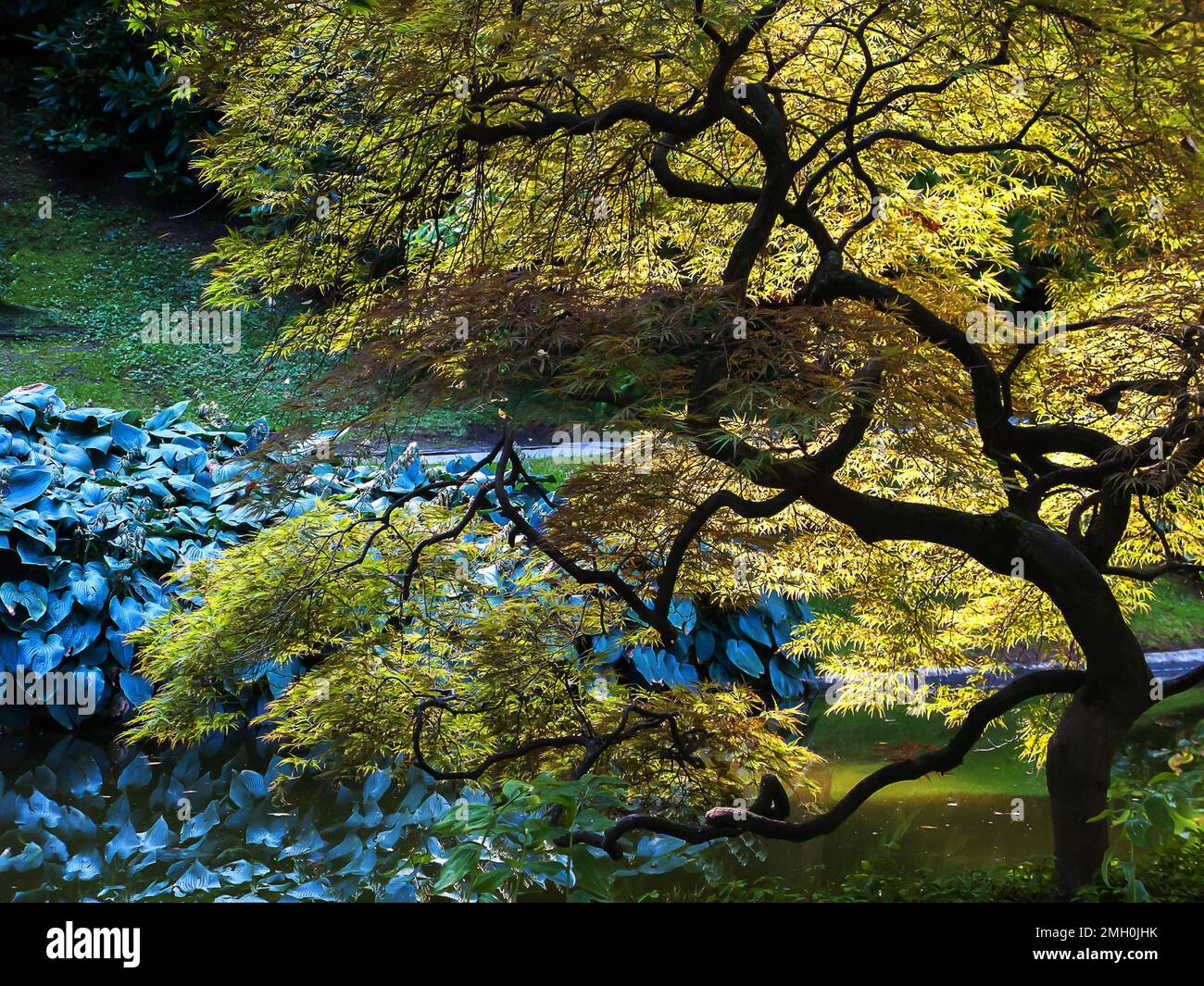 pond and japanese maple in park of villa Melzi, Bellagio, Italy Stock ...