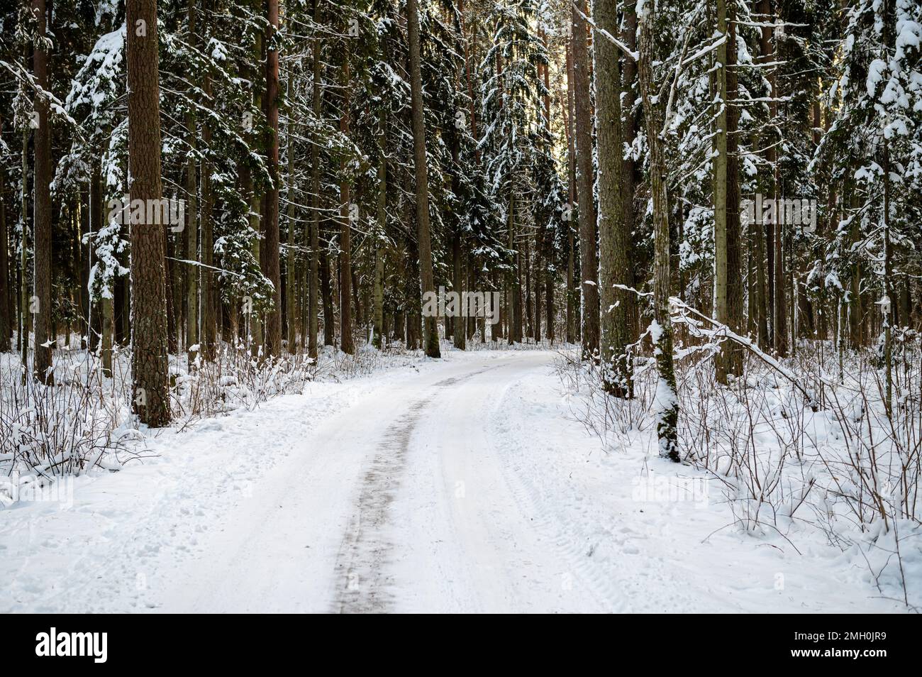 Car driving through snowy pine hi-res stock photography and images - Alamy