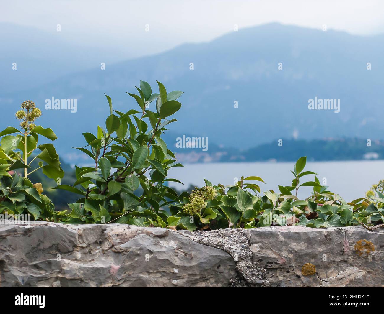 view of lake como, mountains and ancient stone wall and green branches ...
