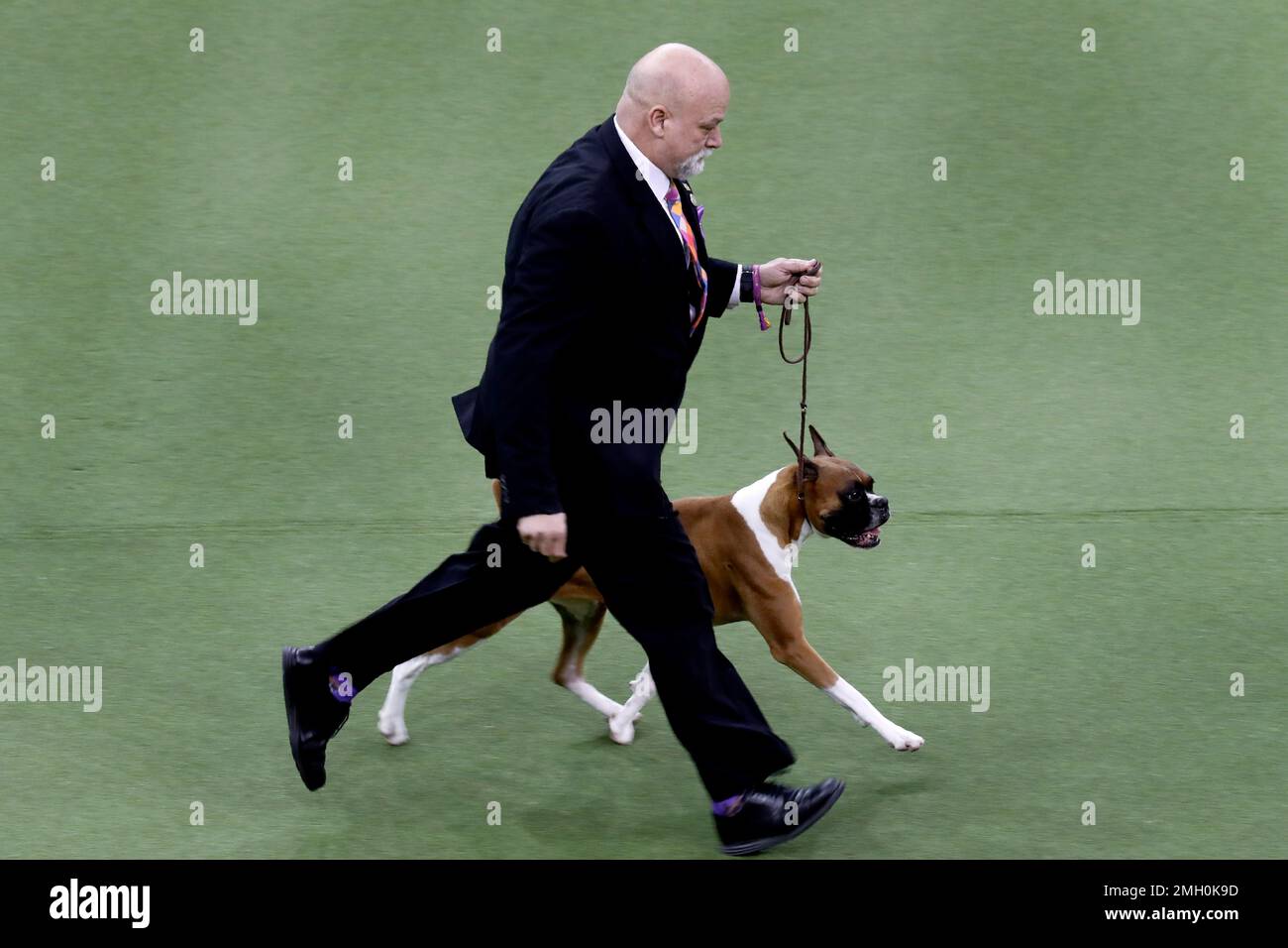 Wilma, a boxer, competes in the Best in Show contest at the 144th ...