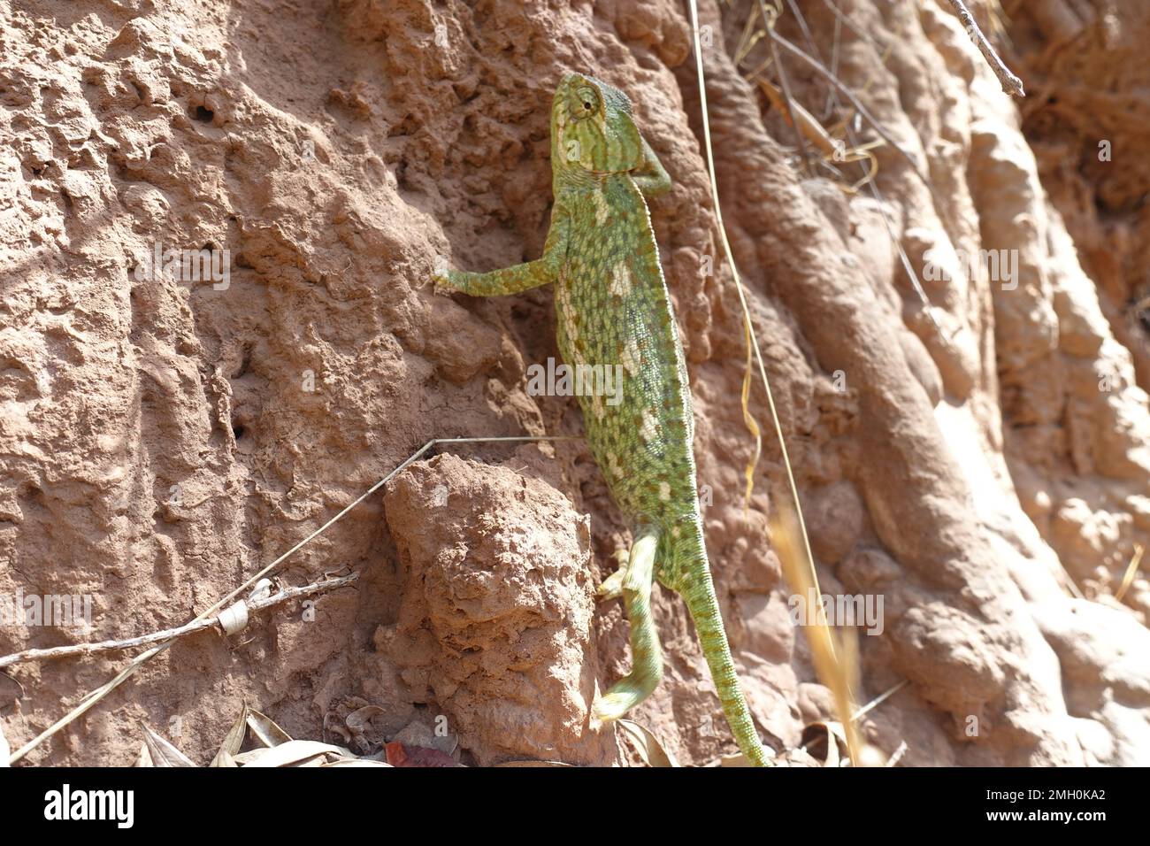 Chameleon I met in Morocco at Ouzoud waterfalls Stock Photo - Alamy