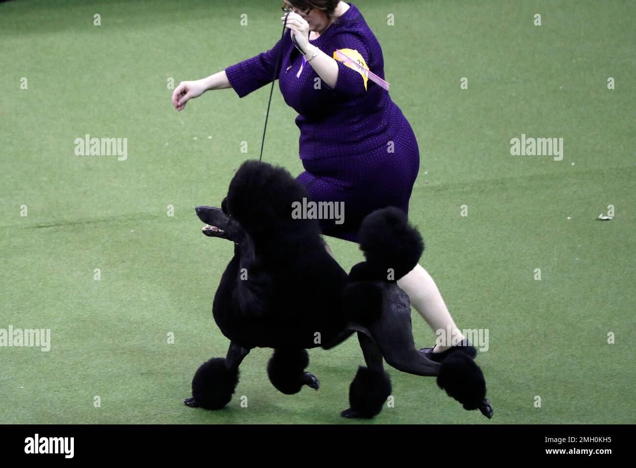 Siba, a standard poodle runs onto the ring with handler Chrystal Murray ...