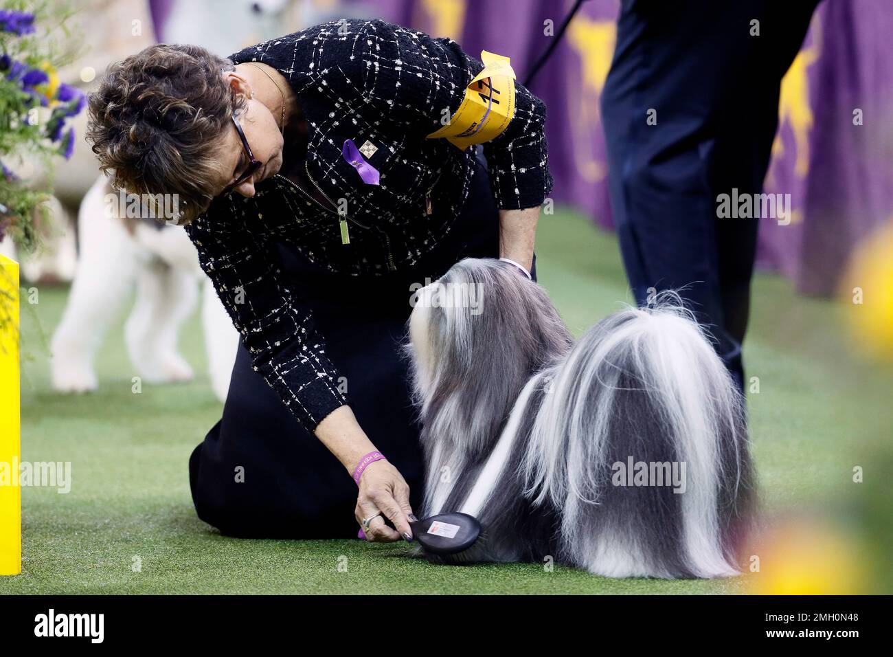 Bono, the Havanese, and his handler Taffe McFadden compete during the ...