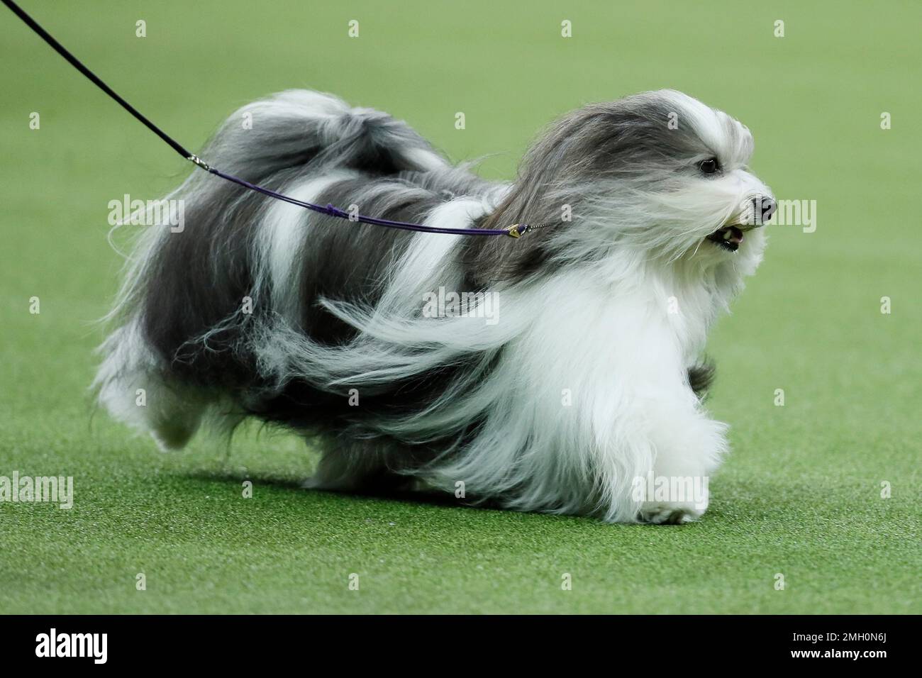 Bono, the Havanese, competes during 144th Westminster Kennel Club dog ...