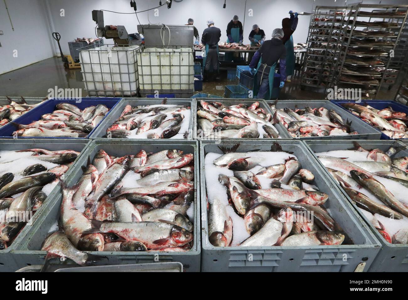 In this Feb. 11, 2020, photo, Asian carp are processed at Two Rivers ...