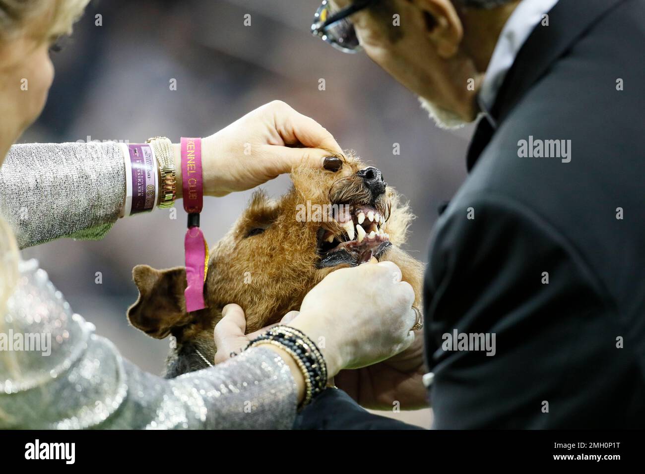 A Welsh terrier competes during 144th Westminster Kennel Club dog show ...