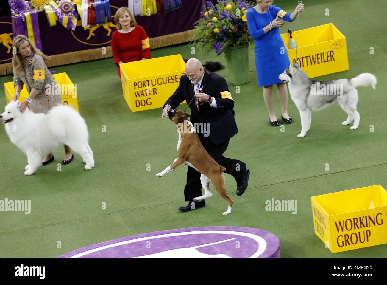 Wilma, a boxer, celebrates after winning the working group at the ...