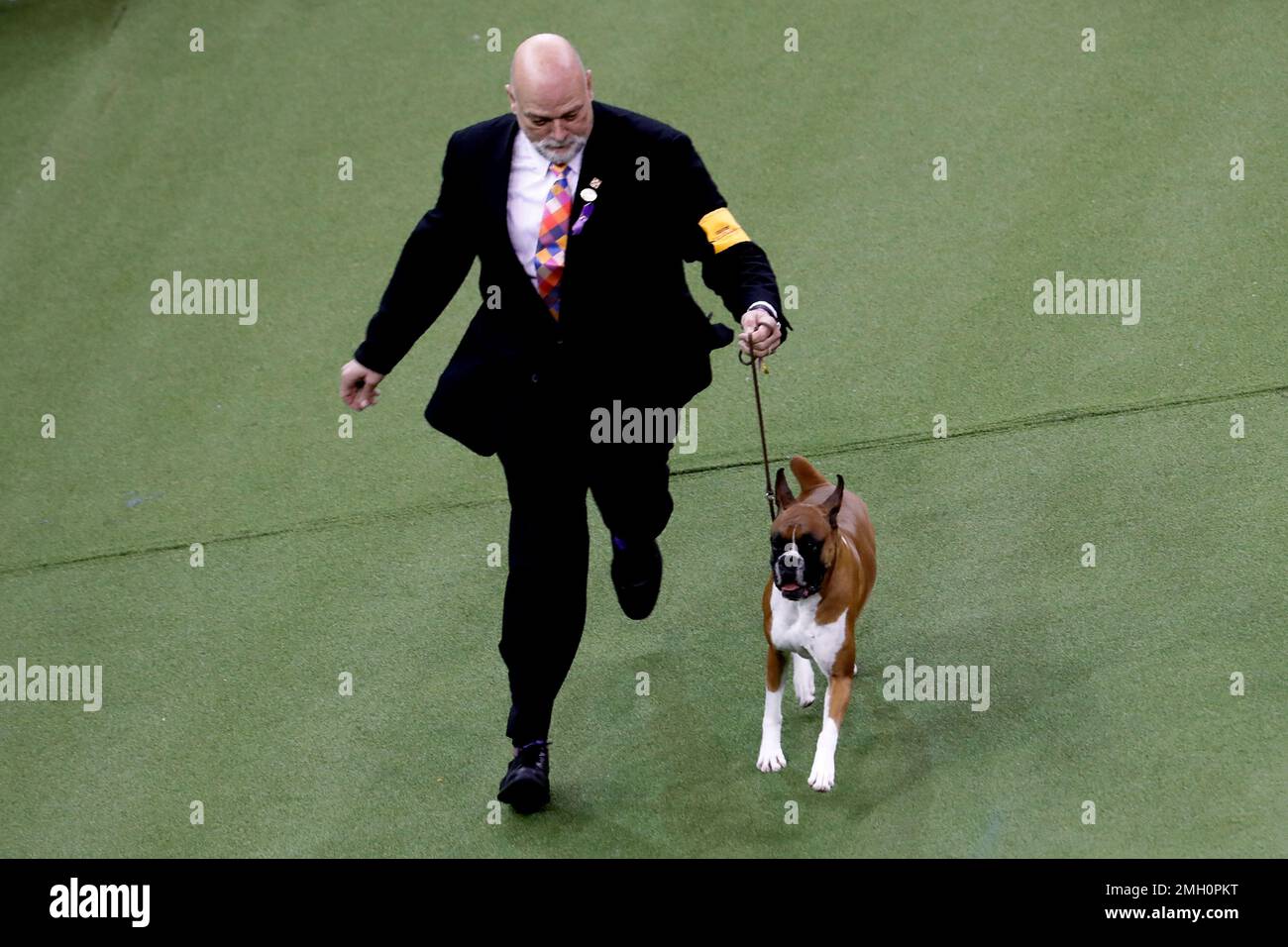 Wilma, a boxer, competes with the working group at the Westminster ...