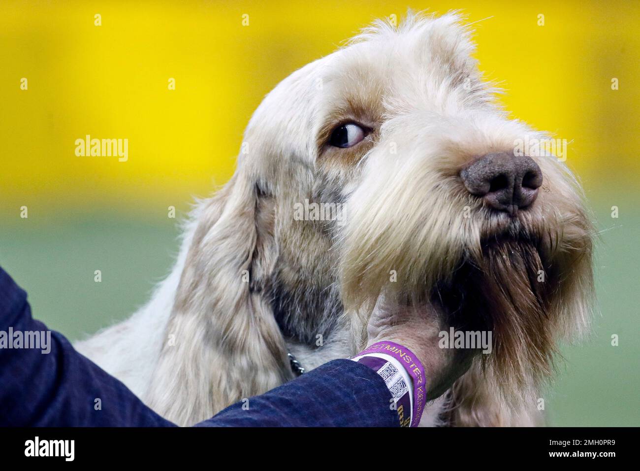 A Spinone Italiano competes during 144th Westminster Kennel Club dog ...