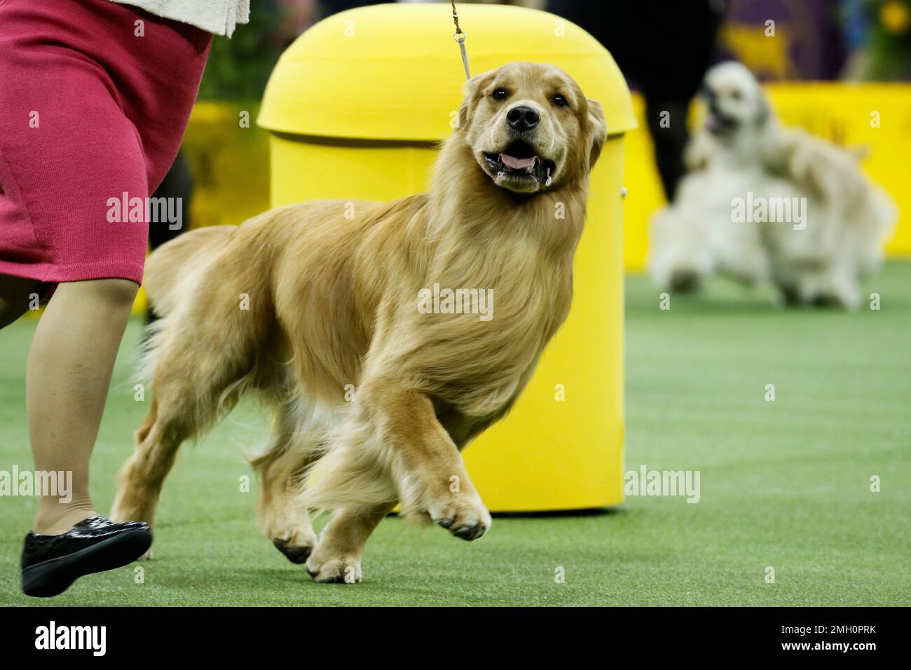 Daniel, the Golden Retriever, competes in the sporting group during ...