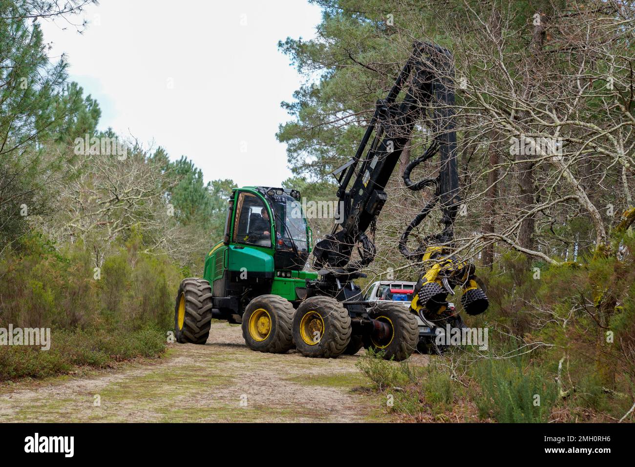 tractor heavy forestry vehicle harvester working in trees forest Stock ...