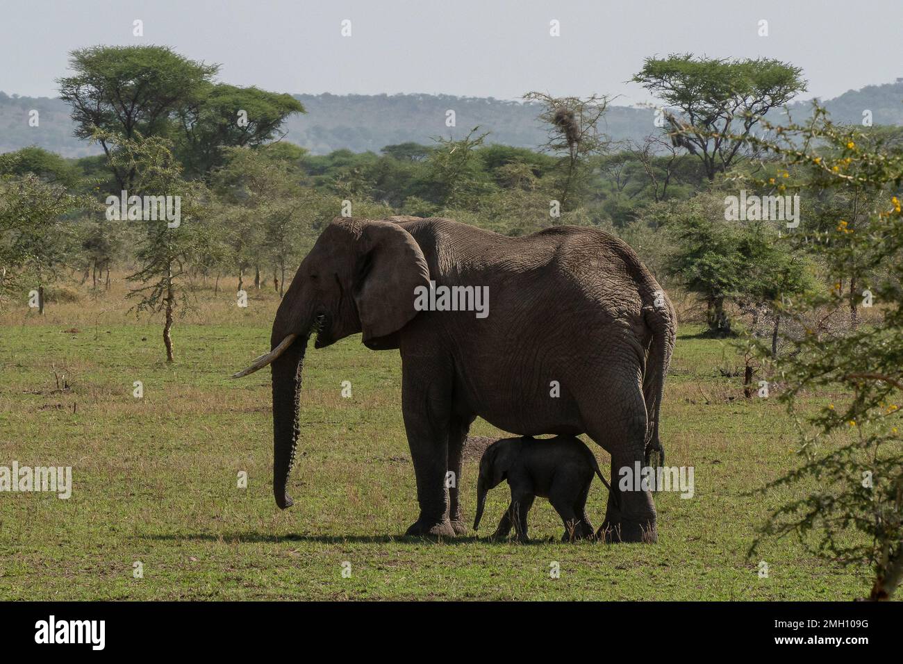 A baby elephant finding security under its mother in the african ...