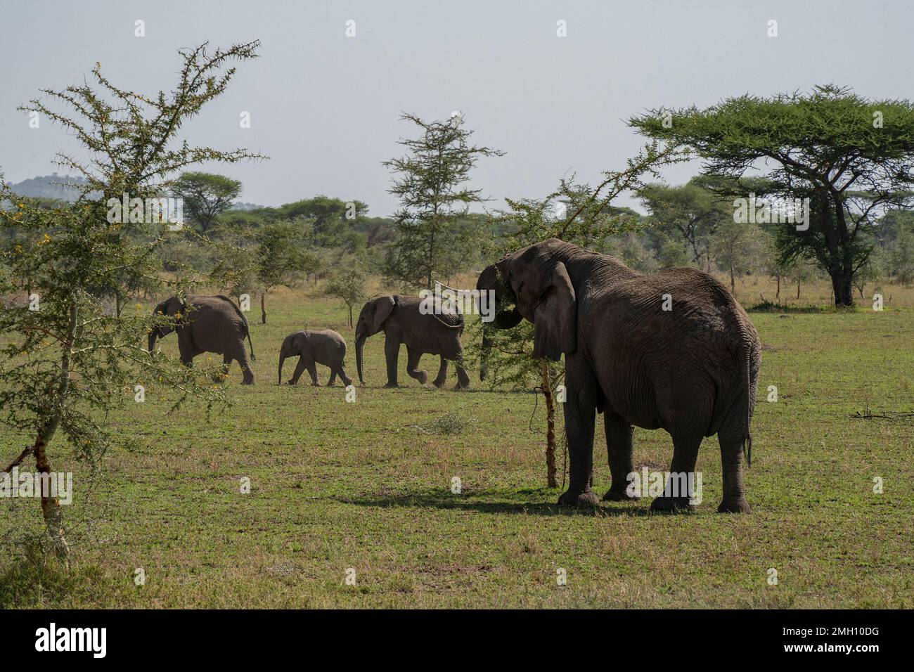 A large female elephant eating off an acacia tree, as smaller elephants ...