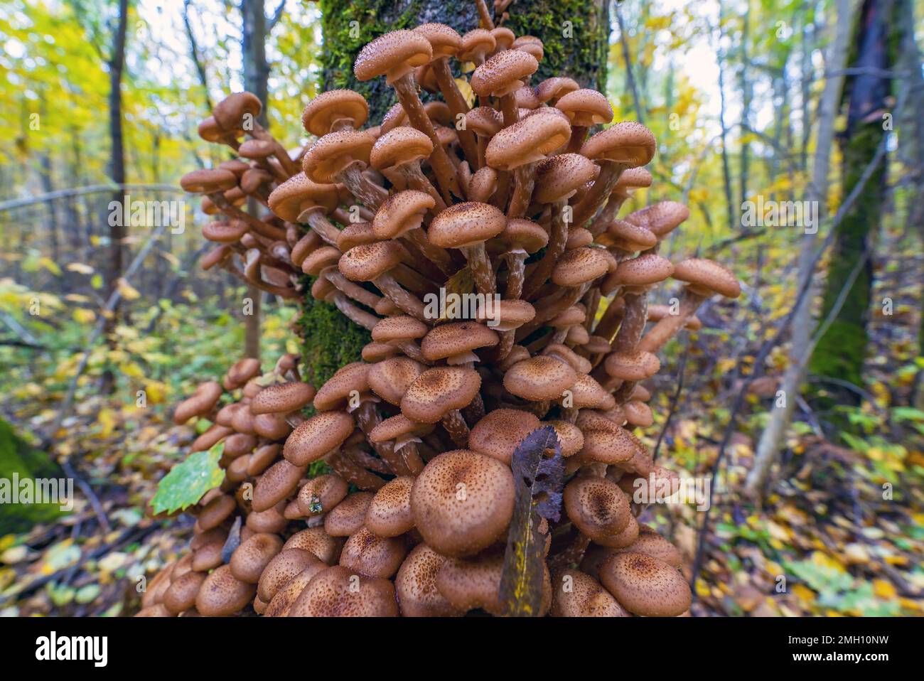 A family of mushrooms of honey mushrooms clung to the trunk of a tree ...