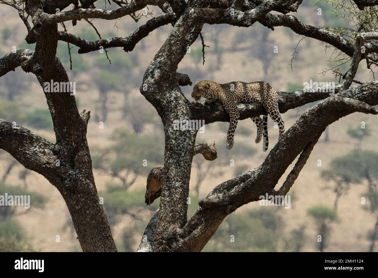 A female leopard lying on a big tree branch, in the african savanna in ...
