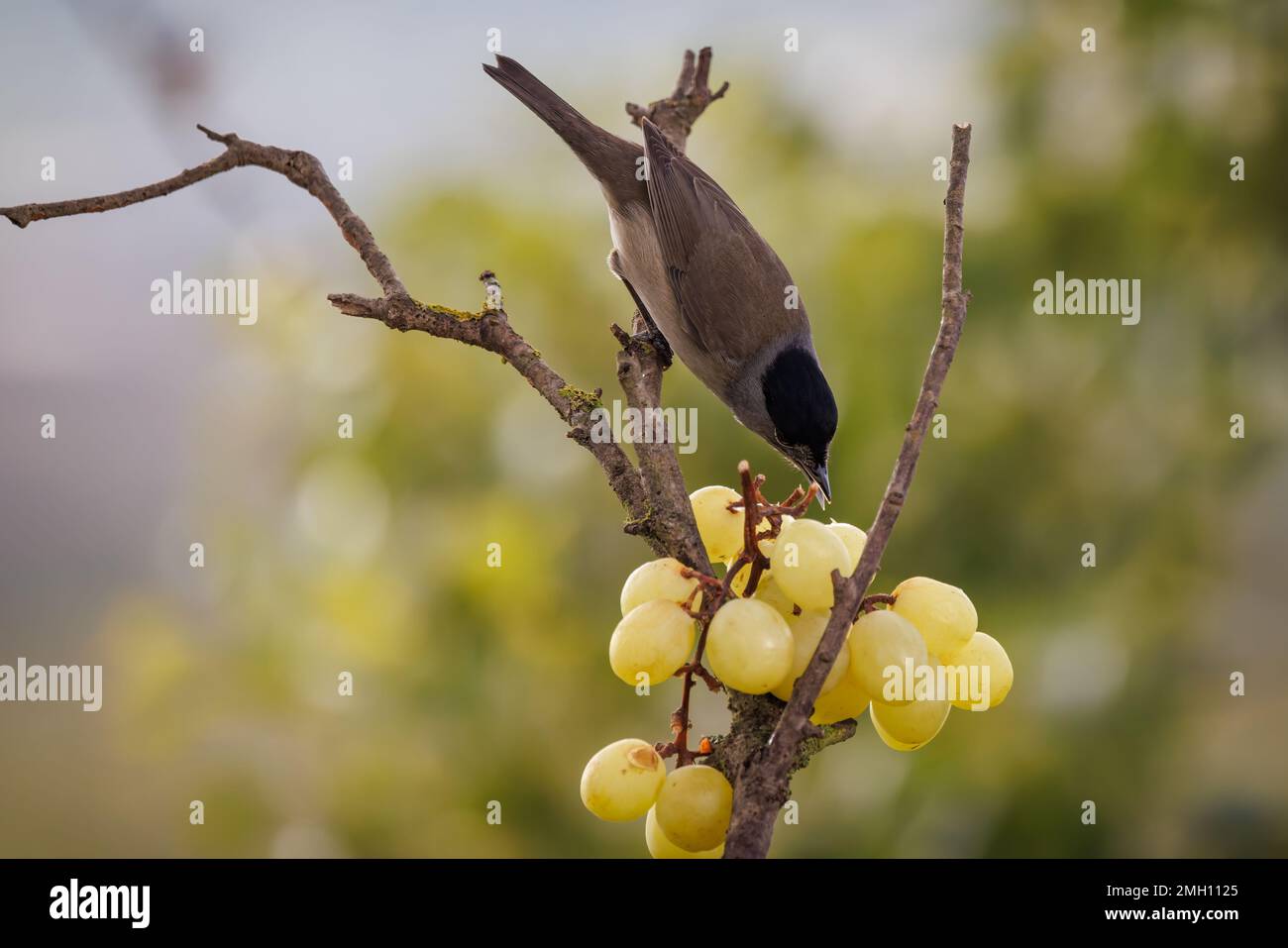 Eurasian blackcap (Sylvia atricapilla). Bird eating grapes Stock Photo ...