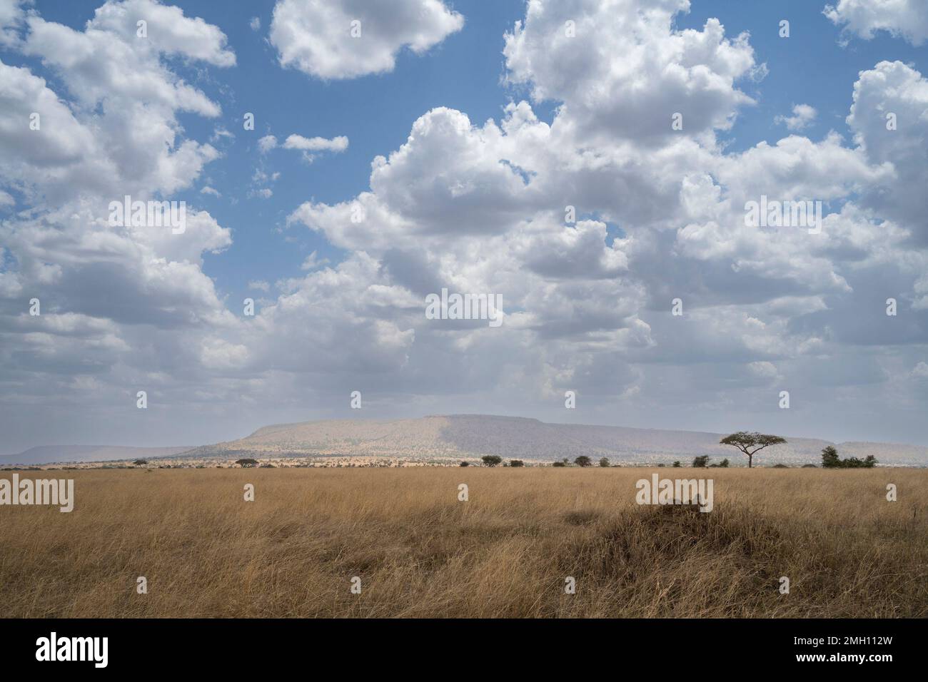 A landscape of a dry african savanna under a cloudy sky in Tanzania ...