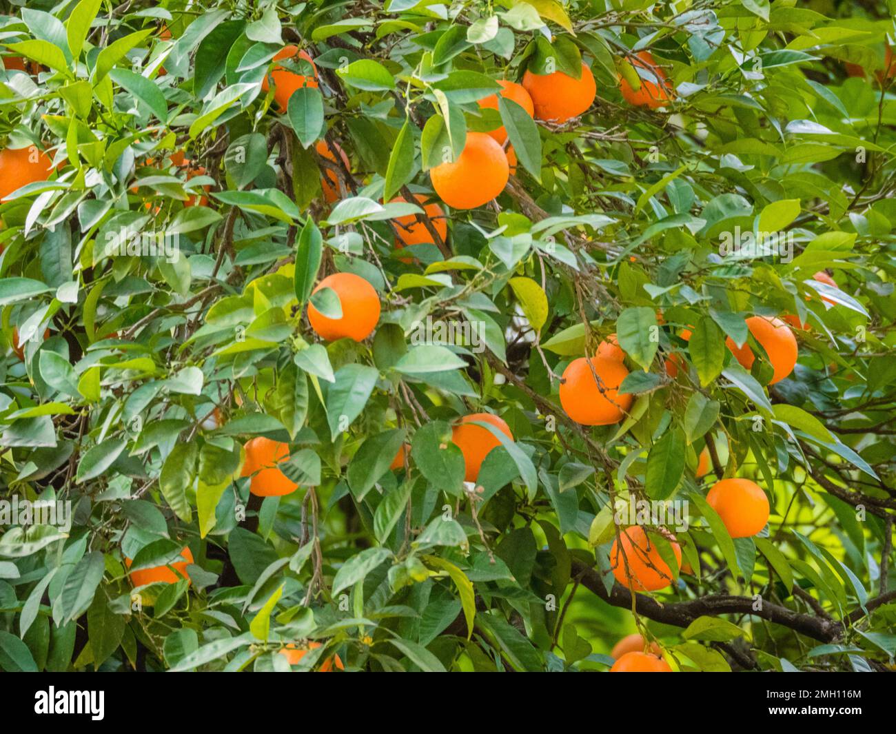 Seville orange trees hi-res stock photography and images - Alamy