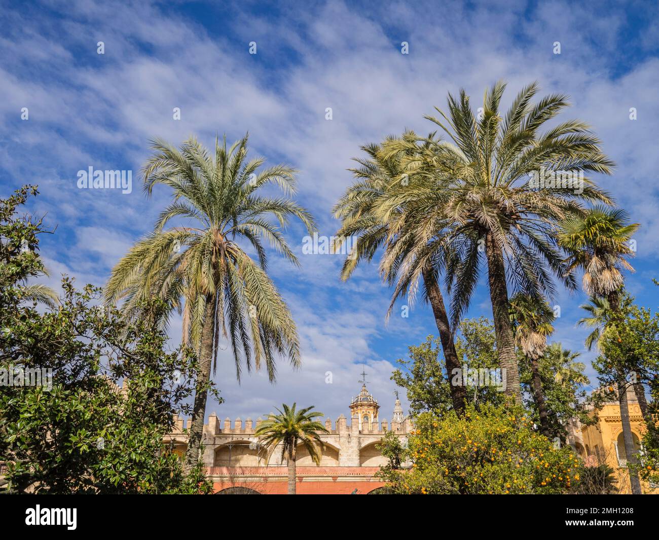 Palm Trees inside the gardens of the Royal Palace, Seville, Andalucia ...