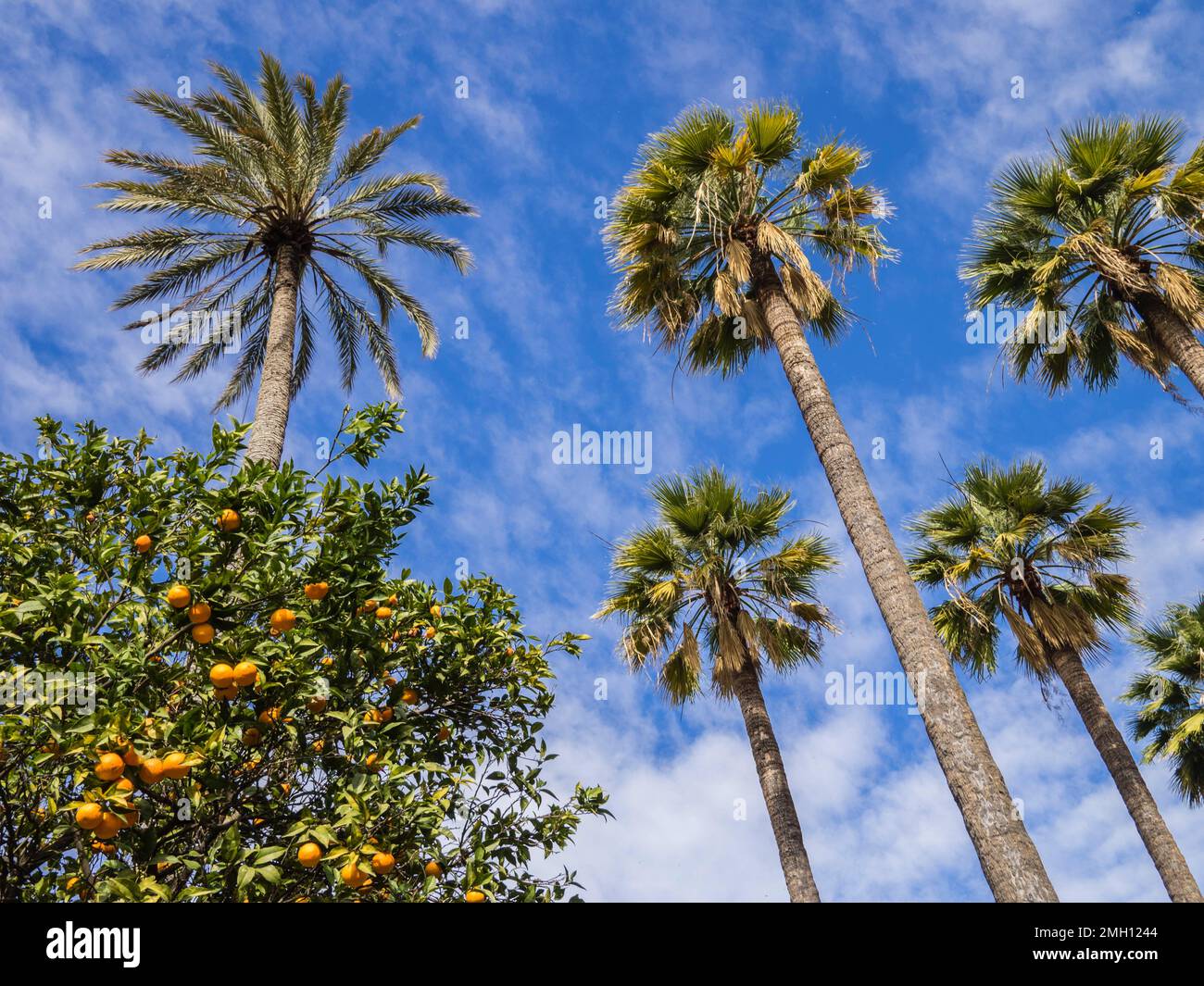 Palm trees and Orange tree, Seville, Andalucia, Spain Stock Photo - Alamy