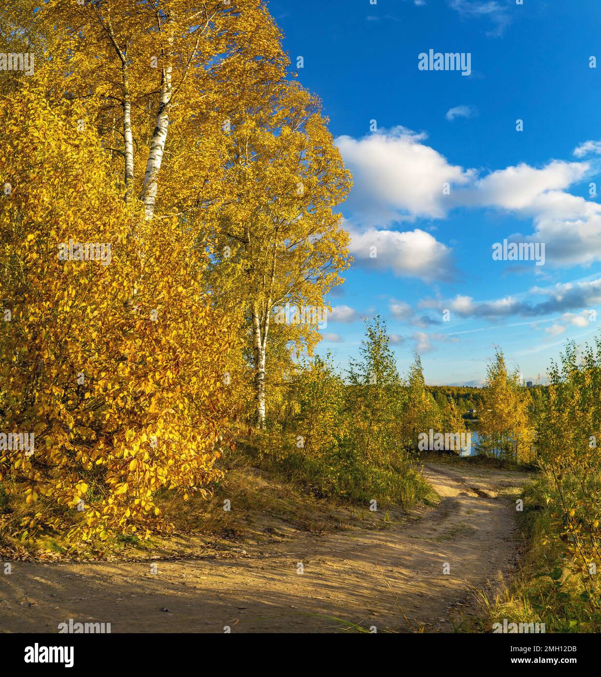Autumn landscape in the forest .Leningrad region . Vsevolozhsk Stock ...