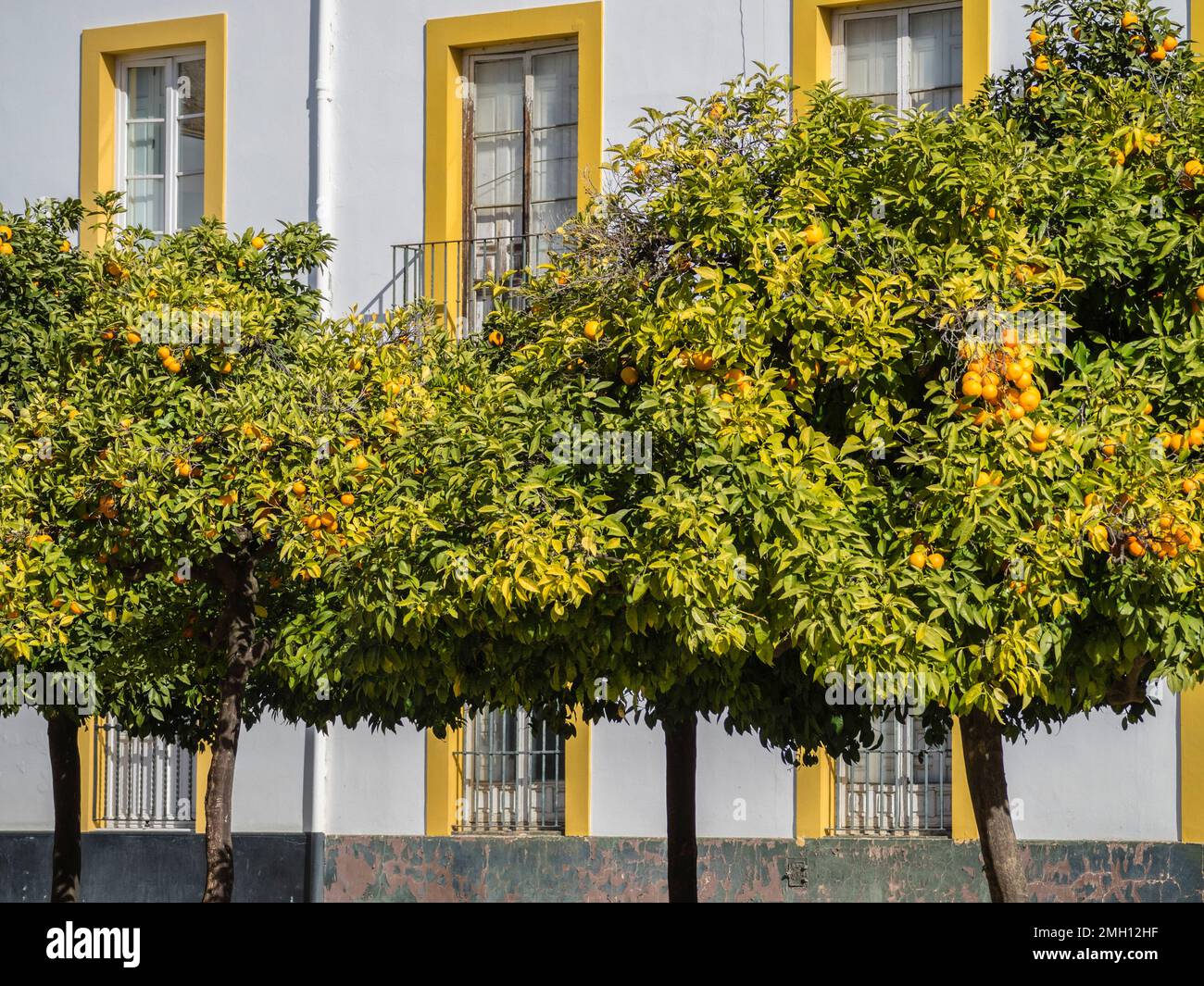 Orange trees in winter, Patio de Banderas, Seville, Andalucia, Spain ...