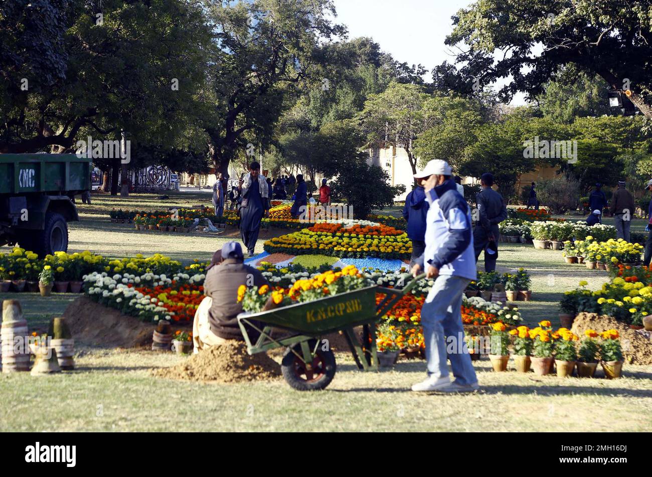 Gardener takes care and arranging seasonal flowers Gul-e- Dawoodi and ...