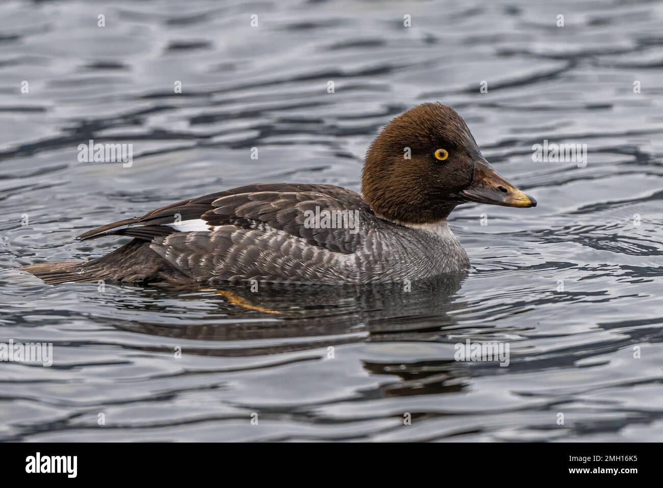 Female Common Goldeneye (Bucephala clangula Stock Photo - Alamy