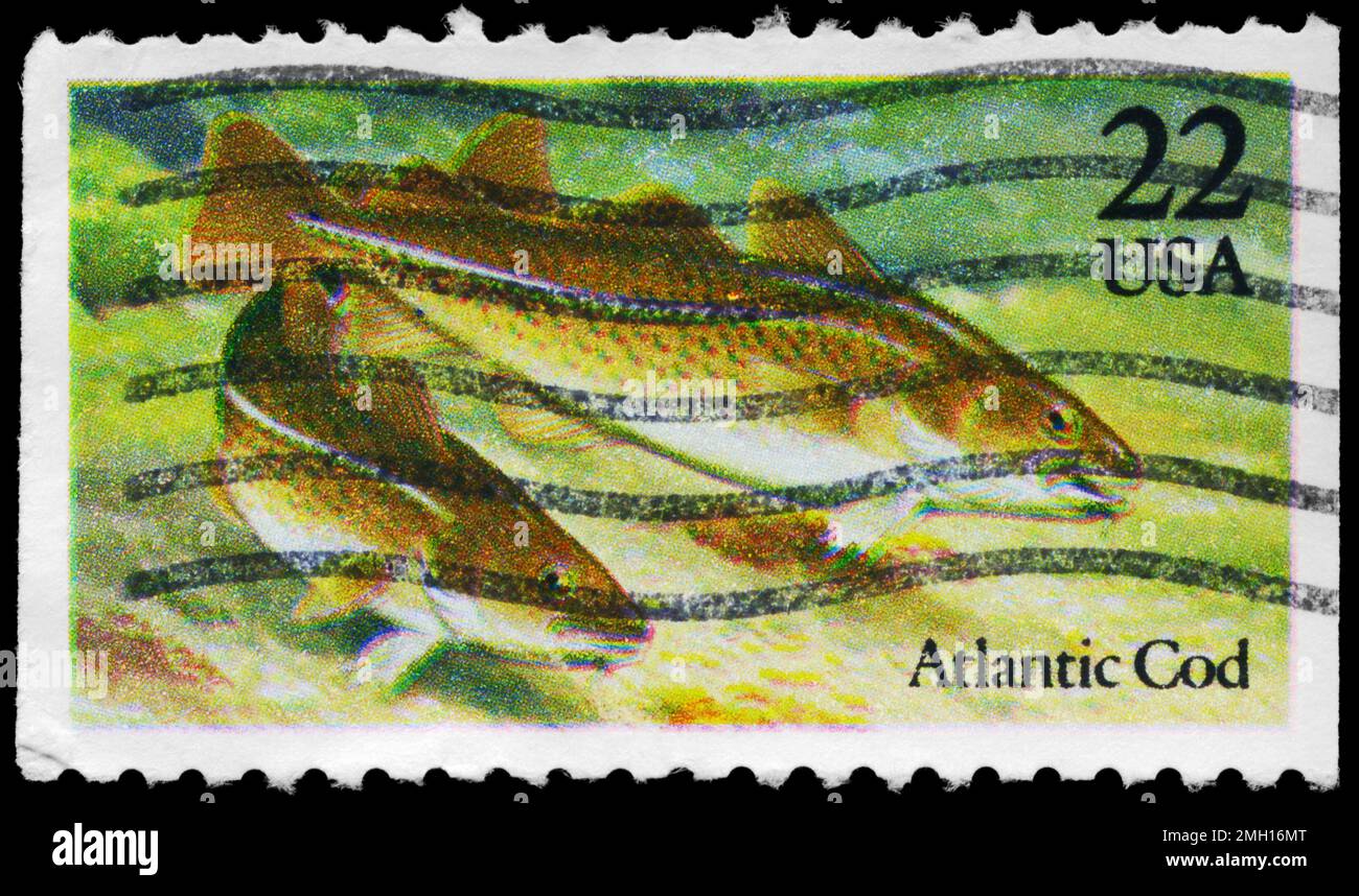 USA - CIRCA 1986: A Stamp printed in USA shows the Atlantic Cod, Fish ...