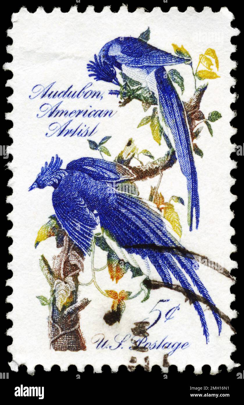 Black throated magpie jay hi-res stock photography and images - Alamy
