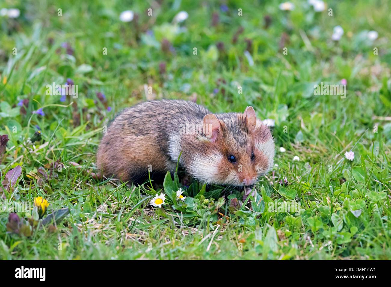 European hamster / Eurasian hamster / black-bellied hamster / common ...