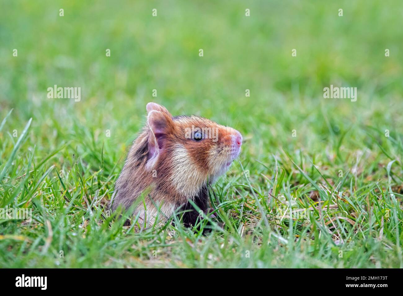 European hamster / Eurasian hamster / black-bellied hamster / common ...
